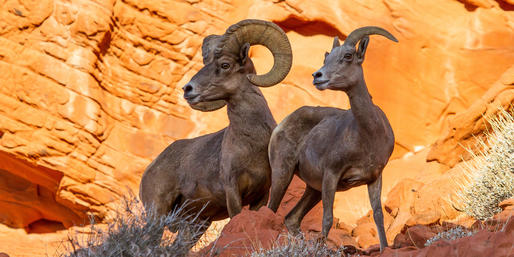 Quiz: Name These Nevada Animals