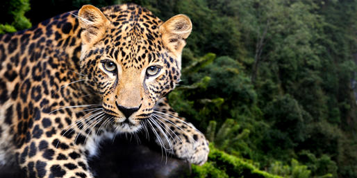 Can You Name These Wild Animals?