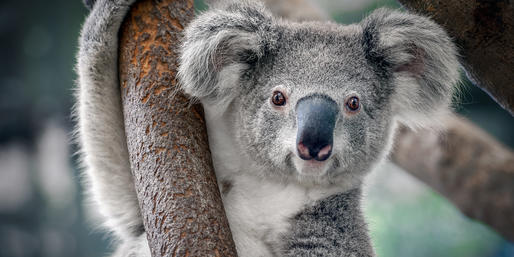 Quiz: Can You Identify These Medium-Sized Animals From One Letter?