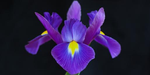 Quiz: Could You Correctly Identify A State Flower?