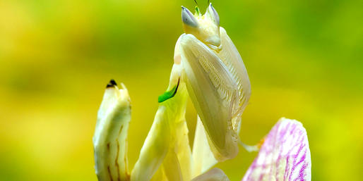 Quiz: Finish The Names Of These Animal Mimics