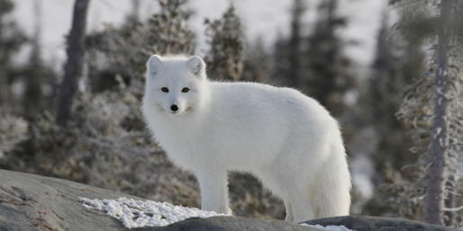 What Are These European Animals?