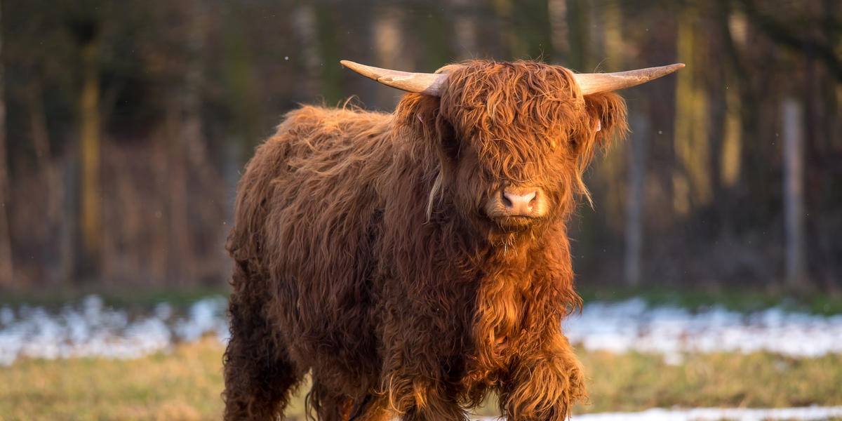 The Ultimate True Or False Cow Quiz