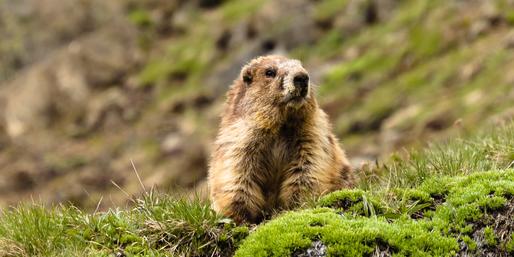 Can You Name These Animals Of The Pacific Northwest?