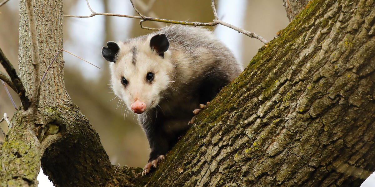 Quiz: Do You Know These Virginian Animals?