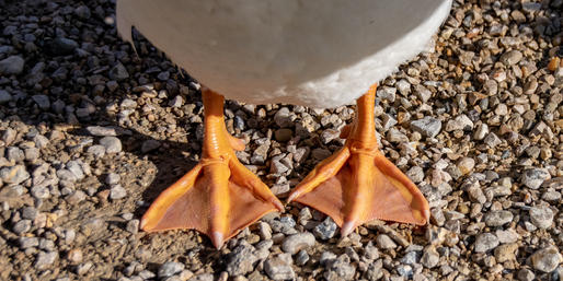 Whose Feet Are Those?