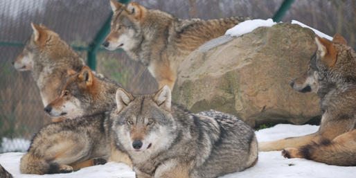 Will You Know These "W" Animals?