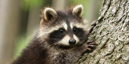 Name These Midwestern Animals!