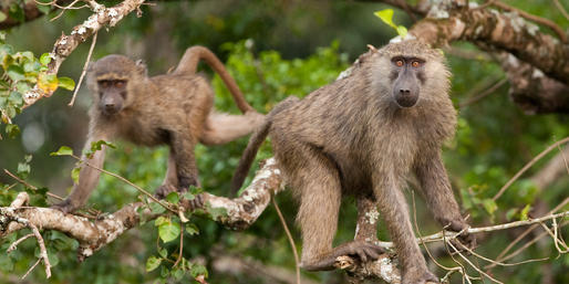 Quiz: Finish This 6-Letter Animal's Name