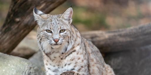 Quiz: Do You Know These Global Medium-Sized Animals From One Letter?