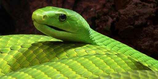 Can You Name This Green Reptile?