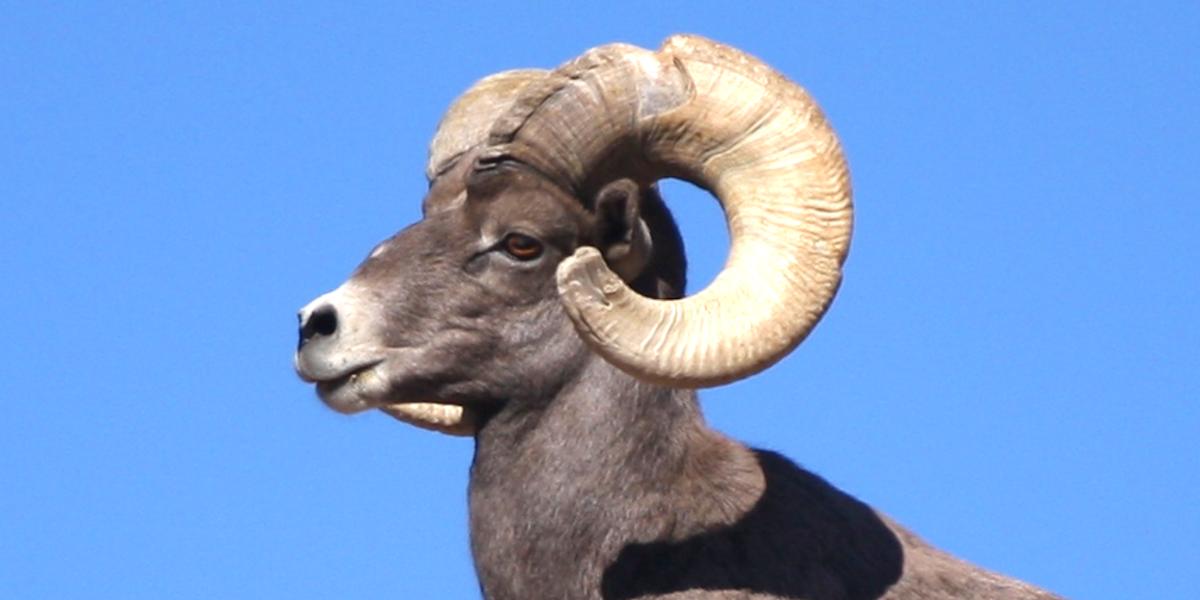 Quiz: Can You Name All These Southwestern Animals?